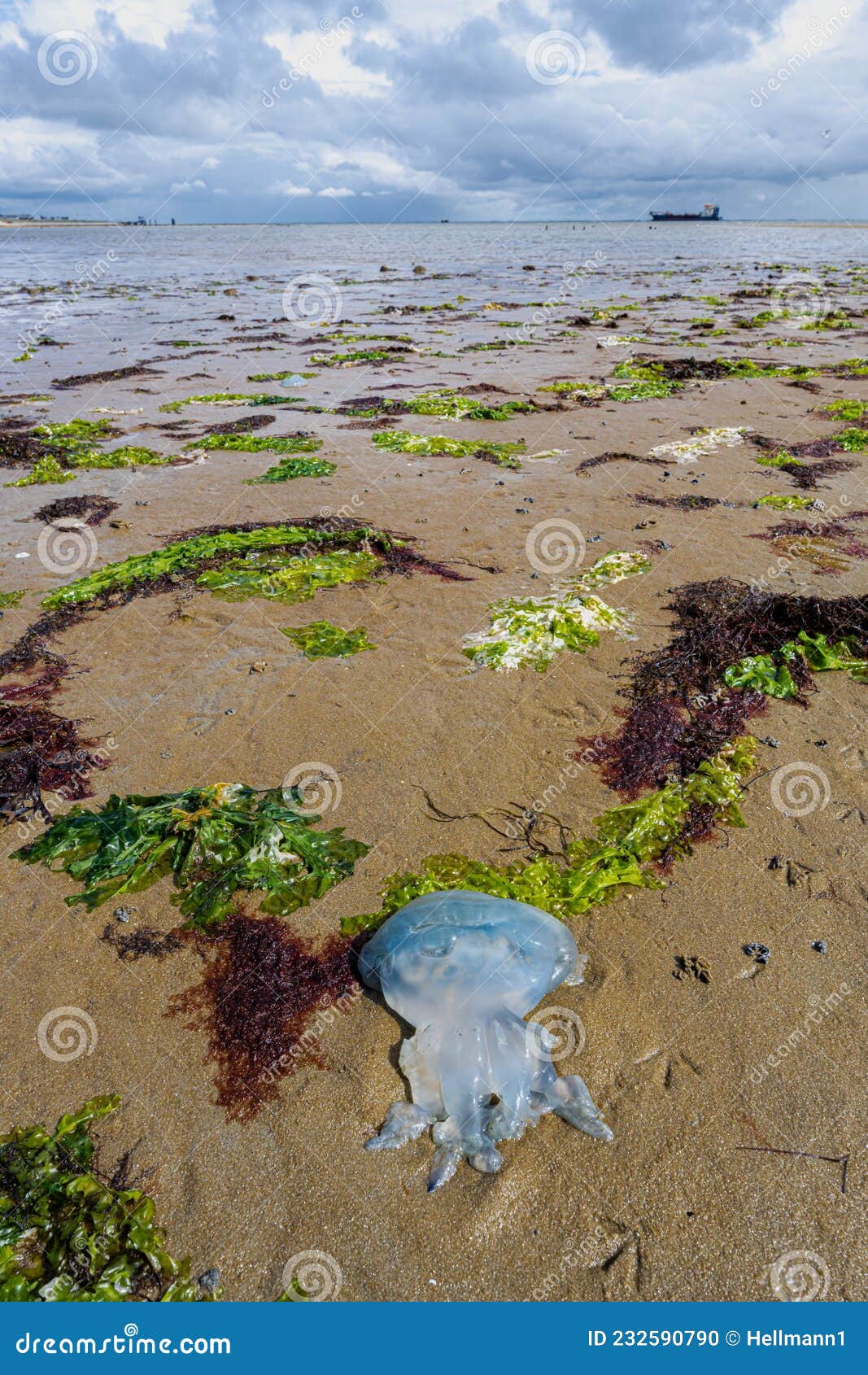 Stranded Jellyfish at the Beach Stock Photo - Image of north, holiday ...
