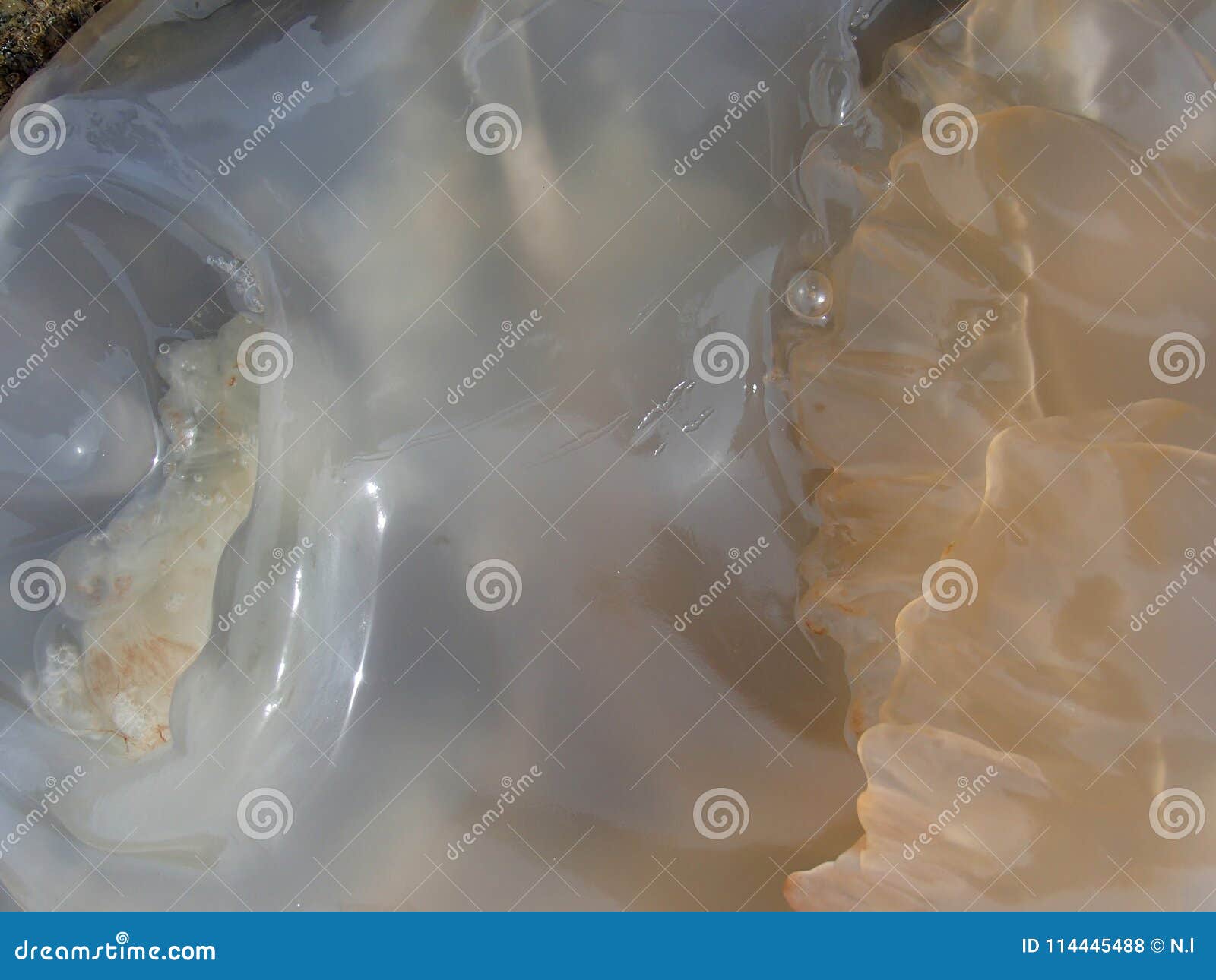Stranded Jellyfish Close-Up Texture Stock Photo - Image of beach, sand ...