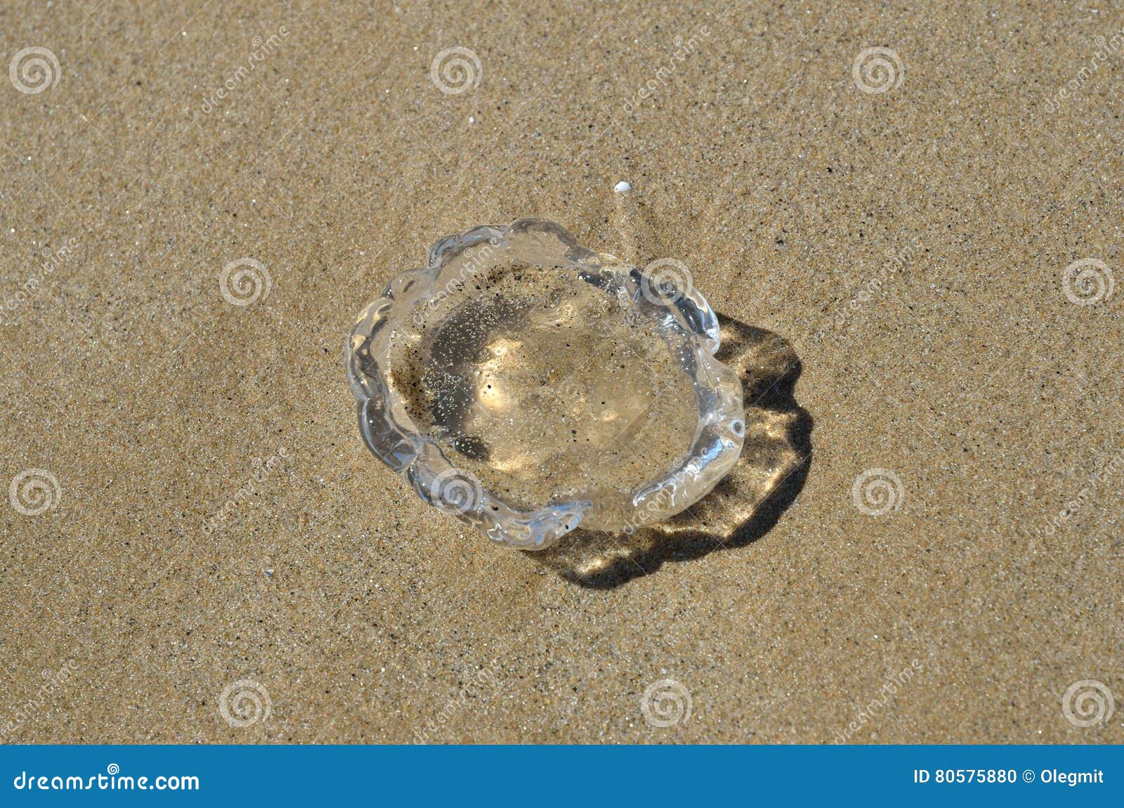 Stranded jellyfish stock photo. Image of animal, stranded - 80575880
