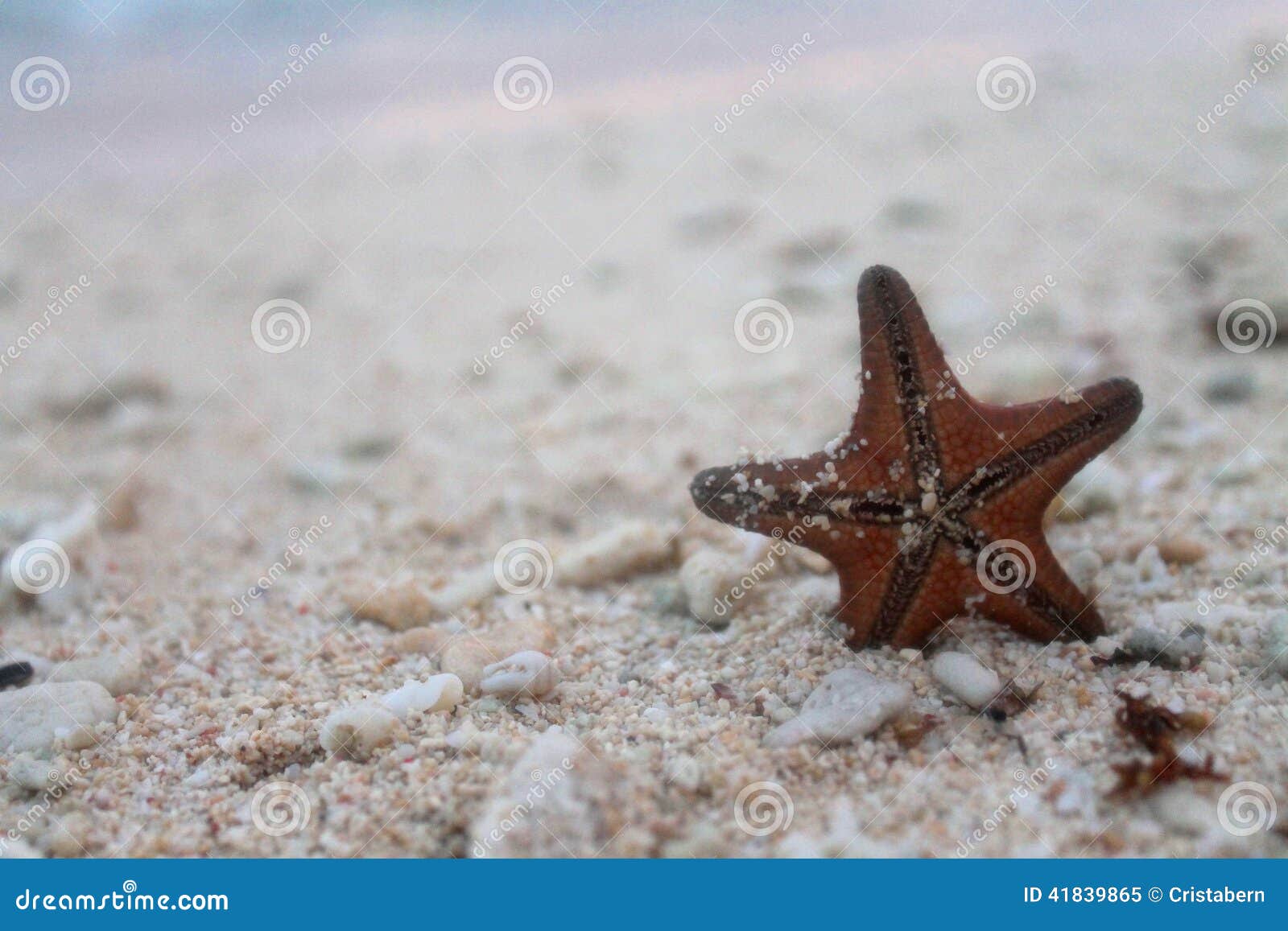 Stranded Starfish Beach Royalty-Free Stock Photography | CartoonDealer ...