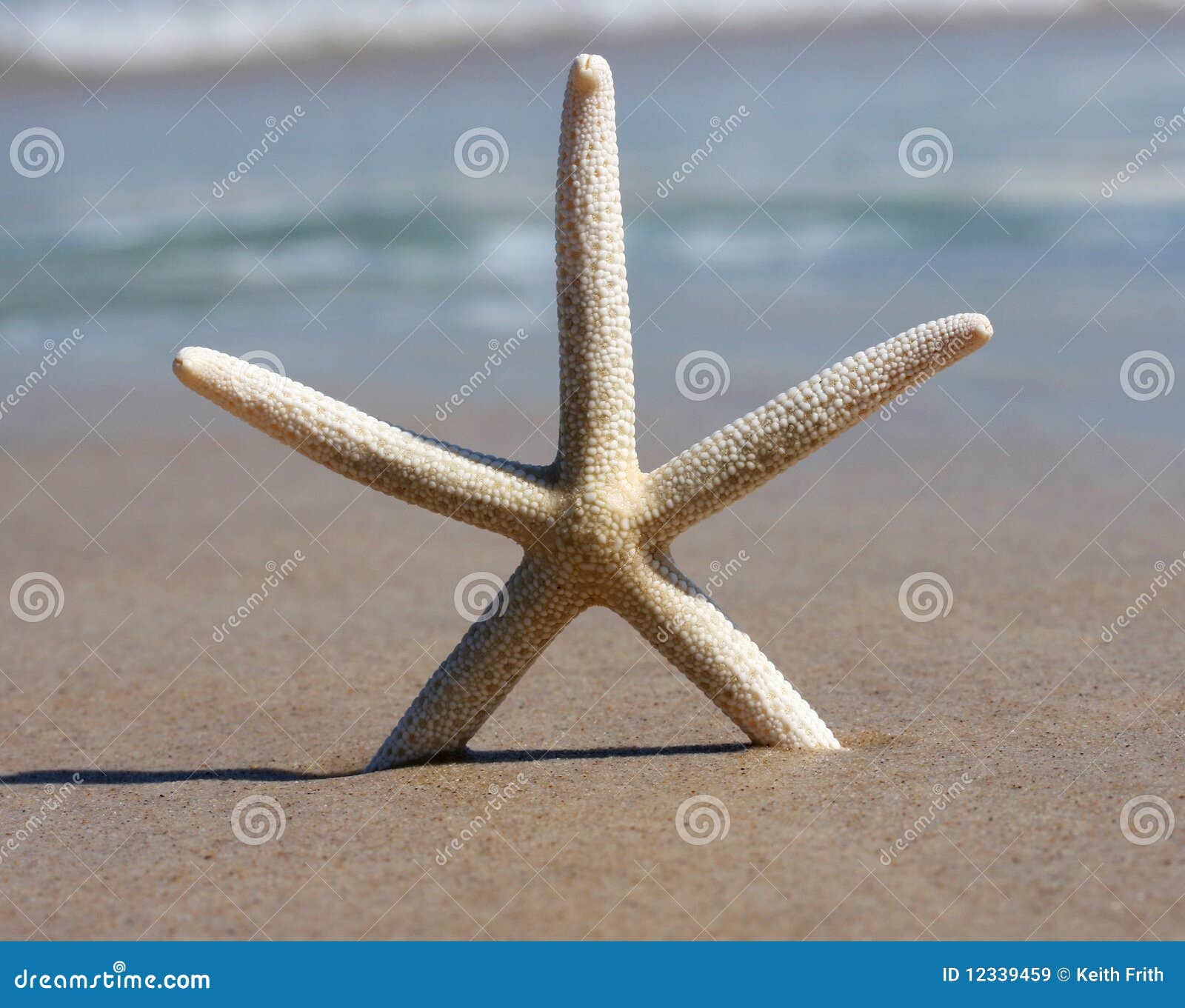 Stranded Starfish Beach Royalty-Free Stock Photography | CartoonDealer ...