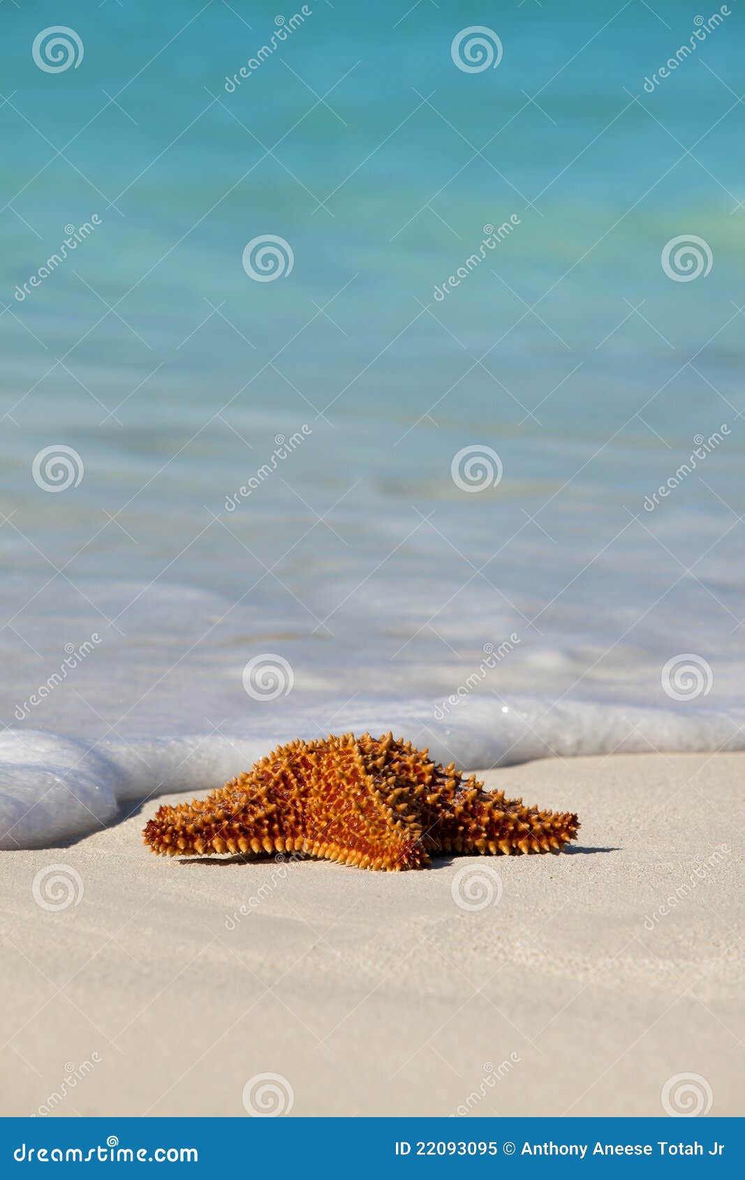 Stranded Starfish Beach Royalty-Free Stock Photography | CartoonDealer ...