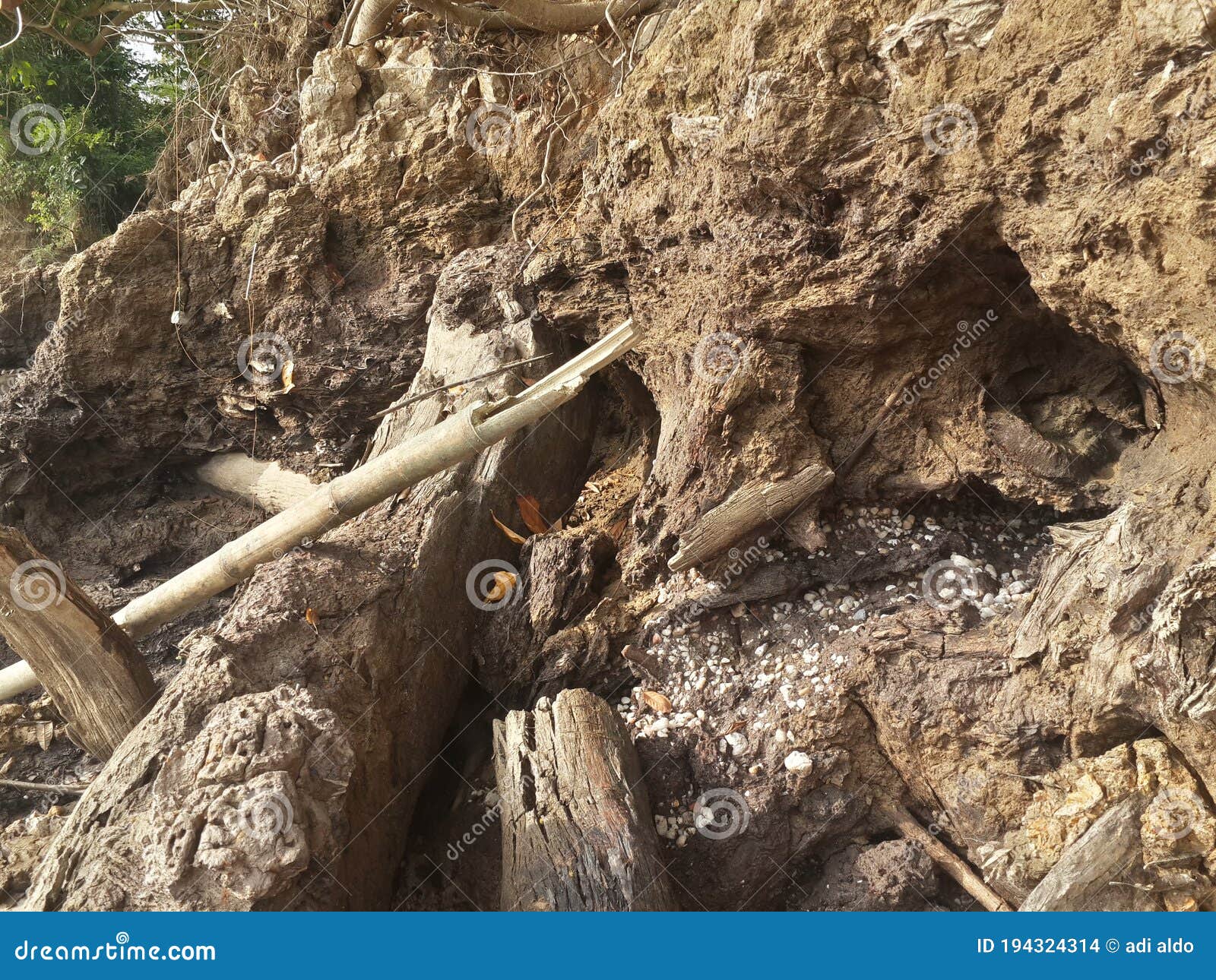 Stranded Wood stock photo. Image of wood, brown, stranded - 194324314