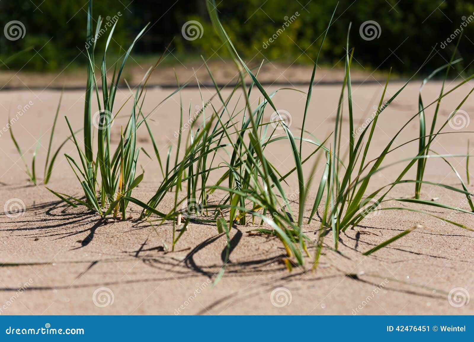 Strandgras stock image. Image of coast, dune, vacation - 42476451