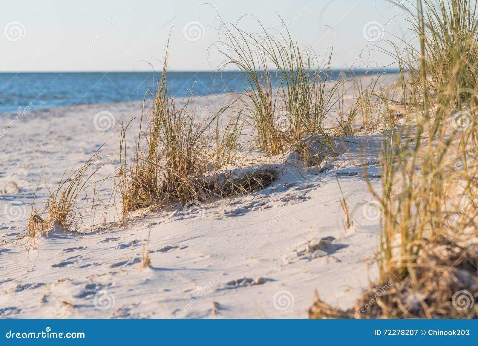 Strandhafer stockbild. Bild von zieleinheiten, schönheit - 72278207