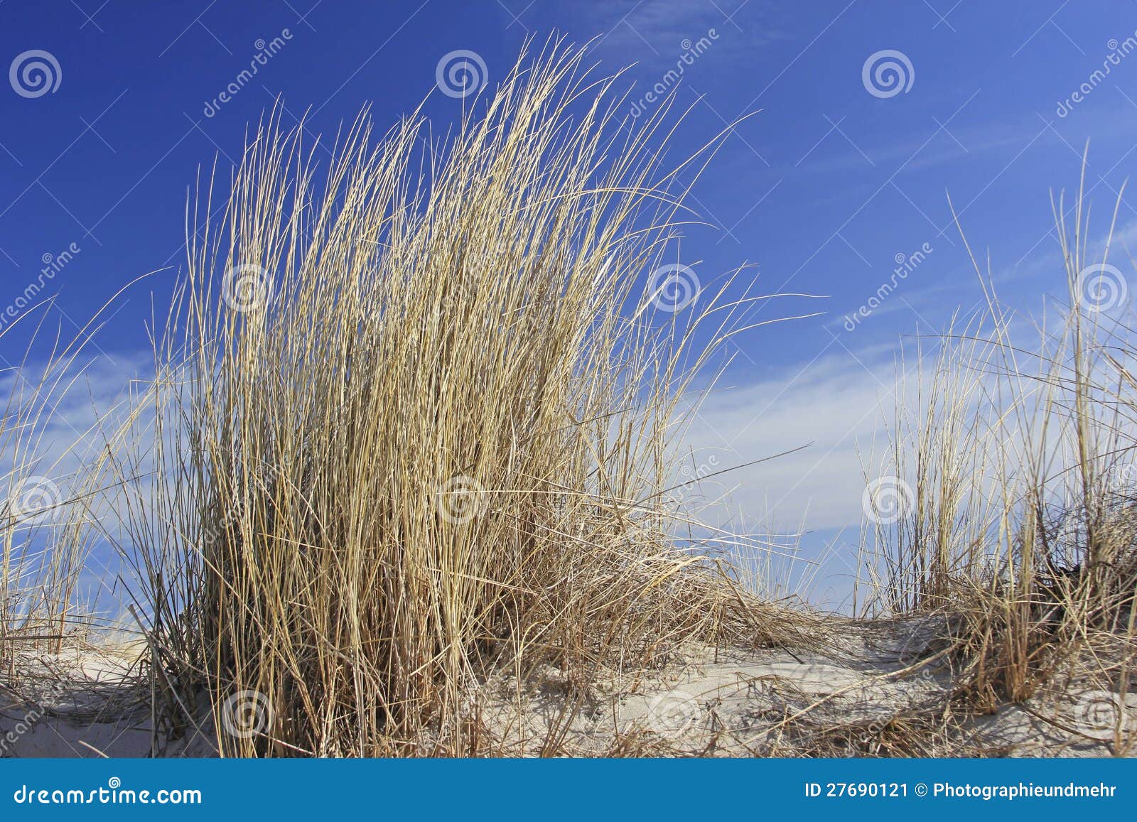 Strandhafer auf der Ostsee stockbild. Bild von blau, meer - 27690121