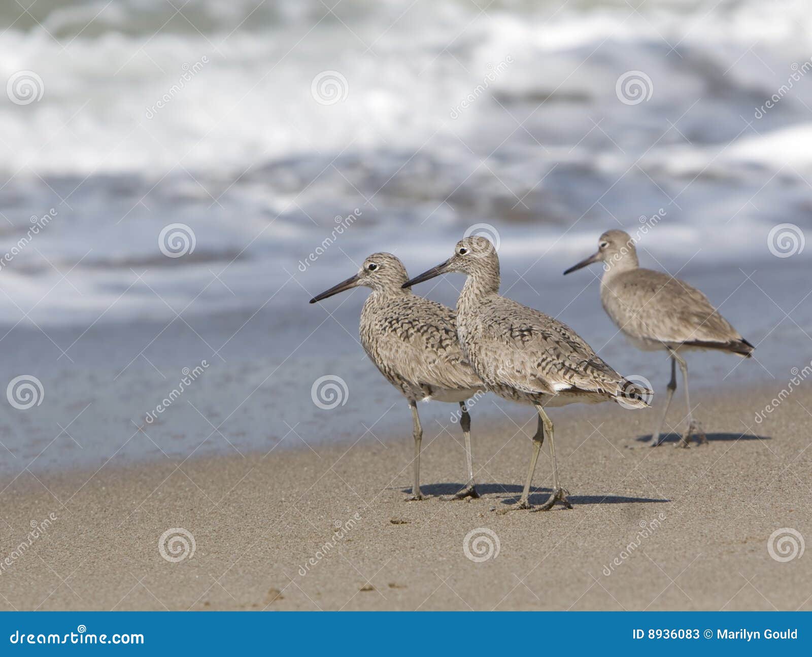 Strandlopers op het Strand stock afbeelding. Image of strand - 8936083
