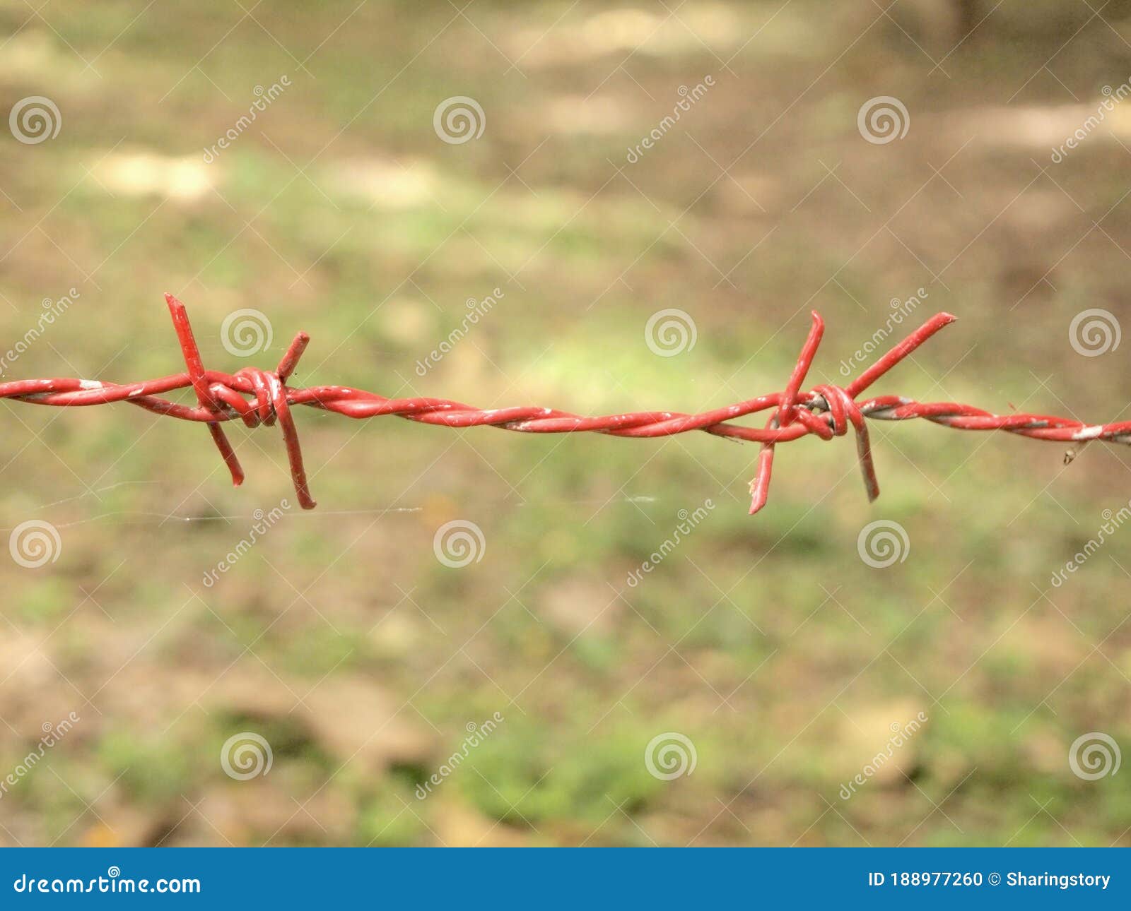 Strands of barb wire stock photo. Image of forbidden - 188977260