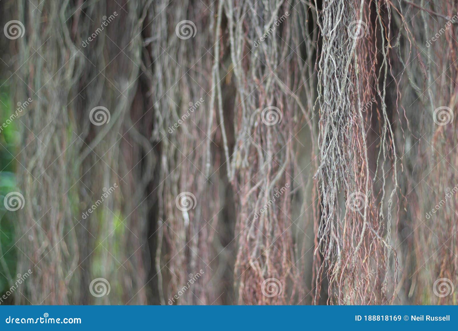 Strands of Branches stock image. Image of details, dangling - 188818169