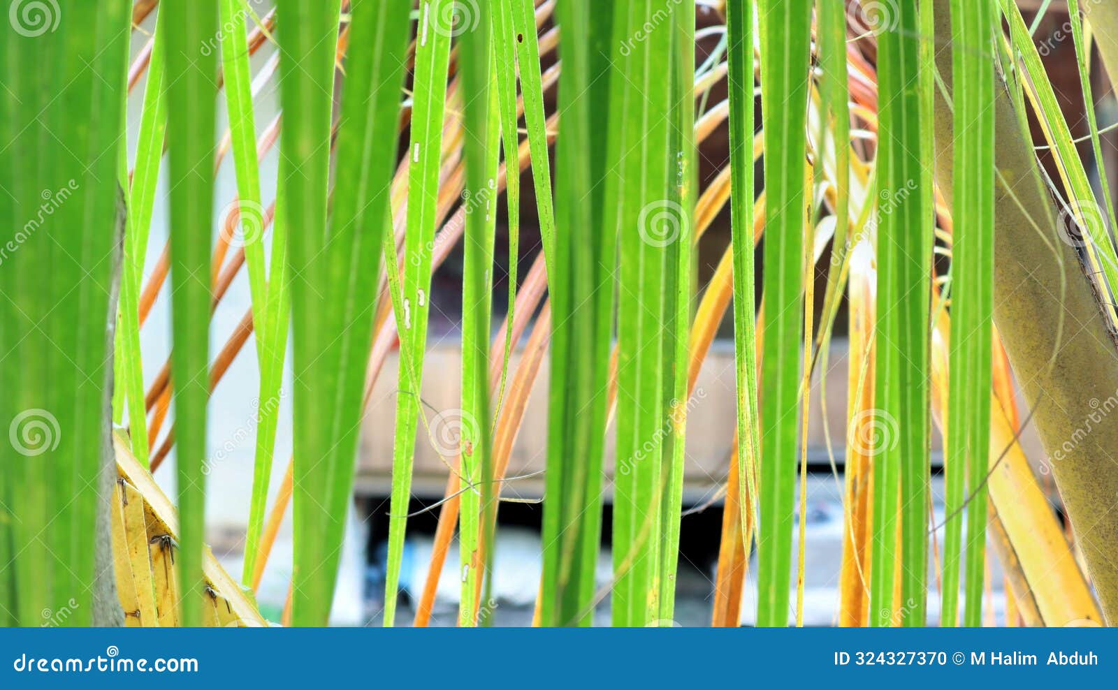 String of coconut leaves stock photo. Image of ingredients - 324327370