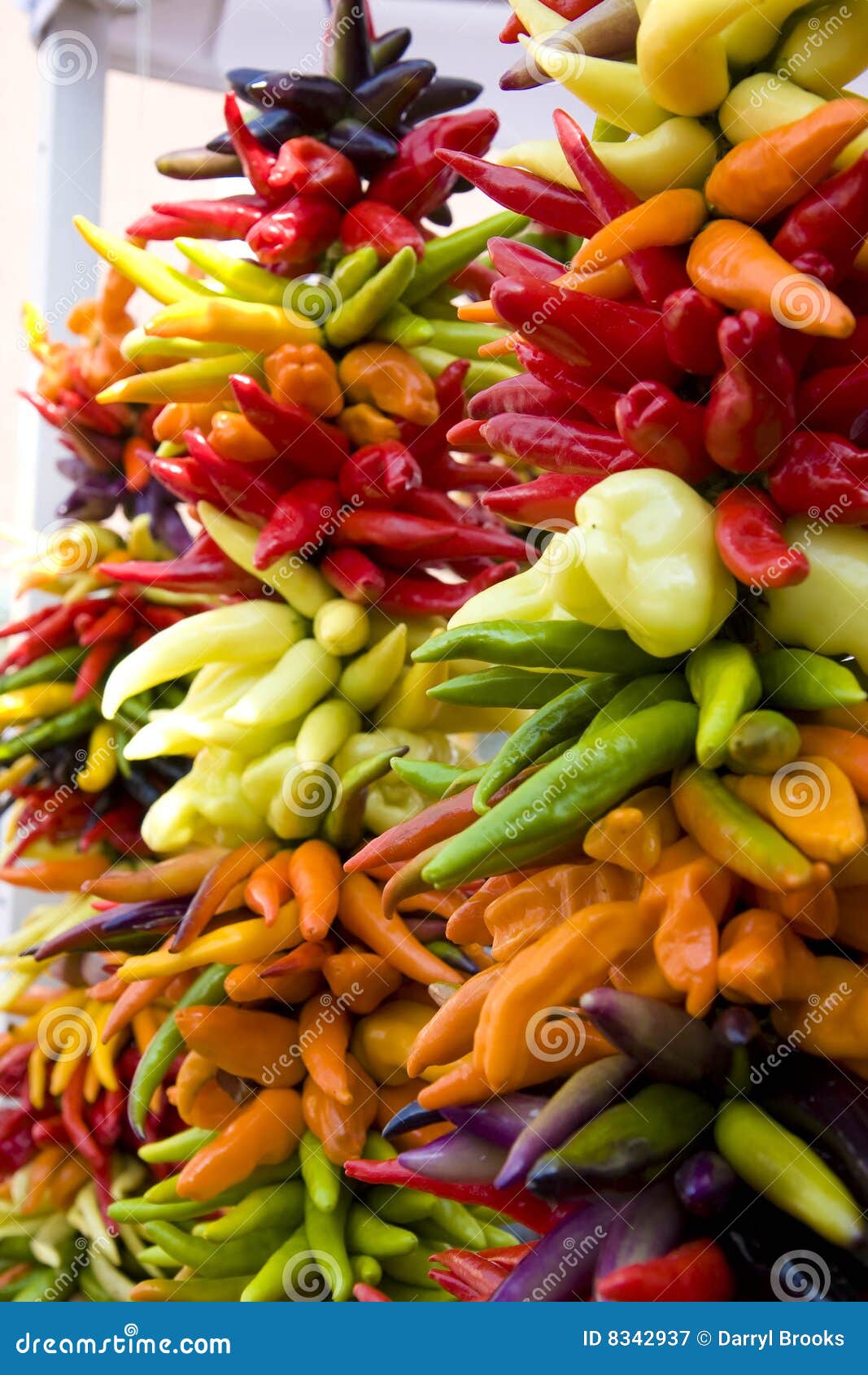 Strands of Colorful Hot Peppers Stock Image - Image of green, nutrition ...