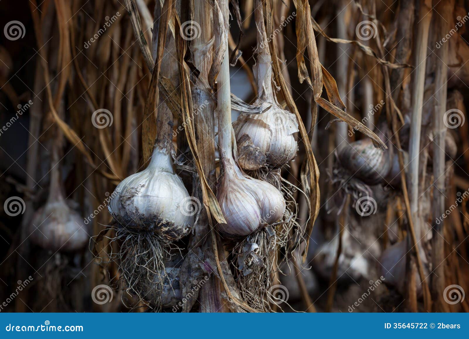 Strands of Freshly Dried Garlic Stock Photo - Image of agriculture ...
