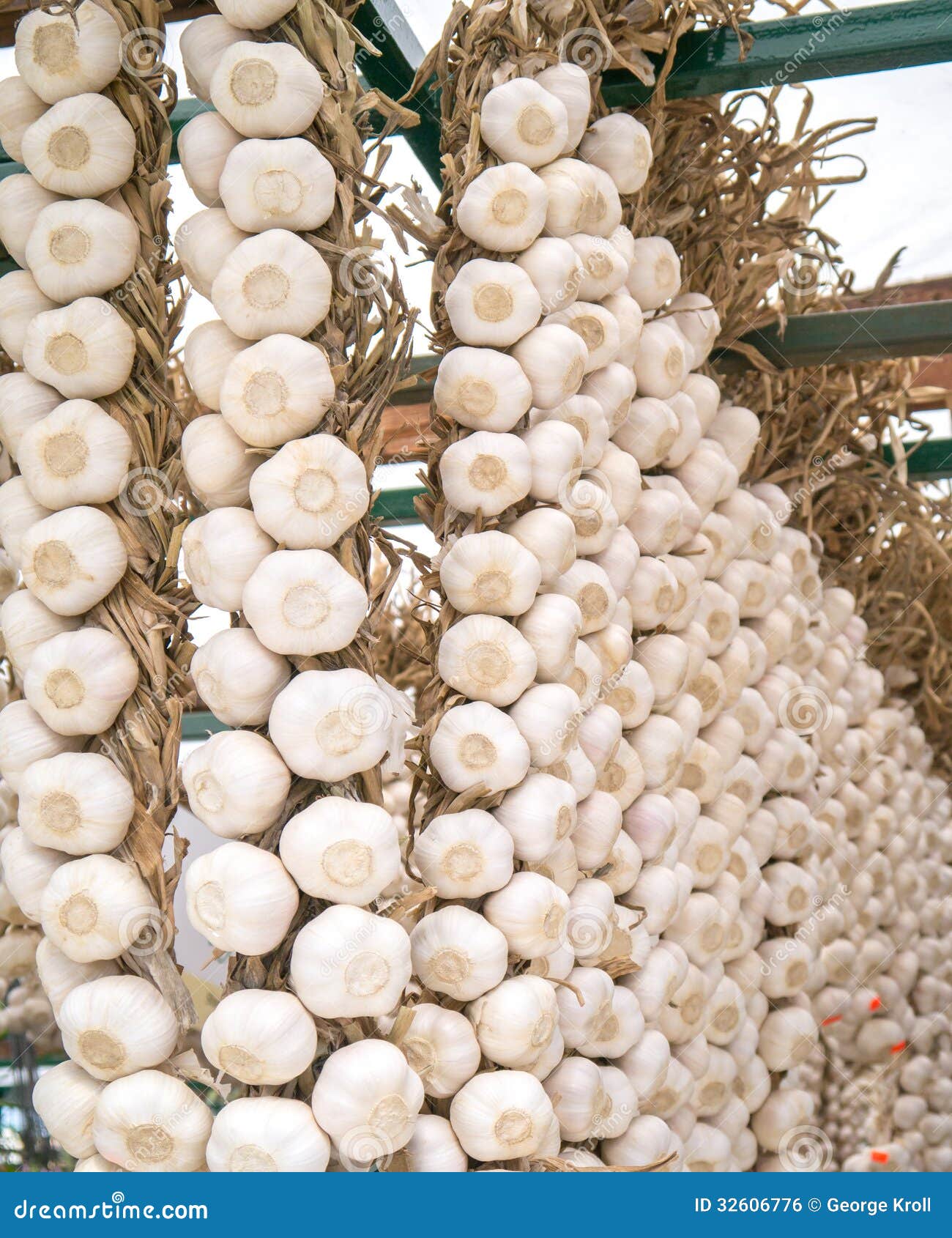 Strands of Garlic stock photo. Image of sativum, medicinal - 32606776