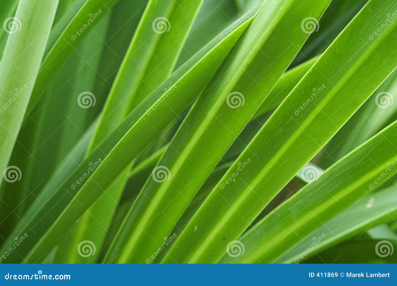 Strands of Green stock image. Image of color, natural, serene - 411869