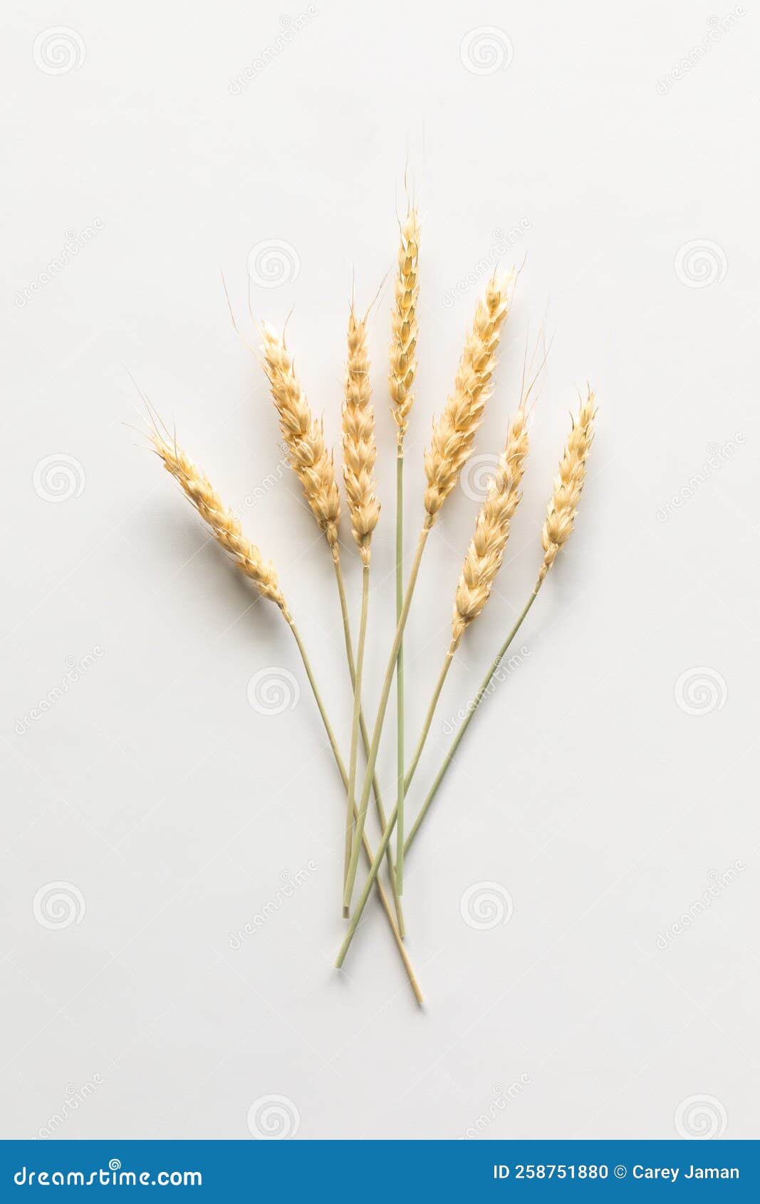 Strands of Wheat Arranged in a Bouquet Against a White Background ...