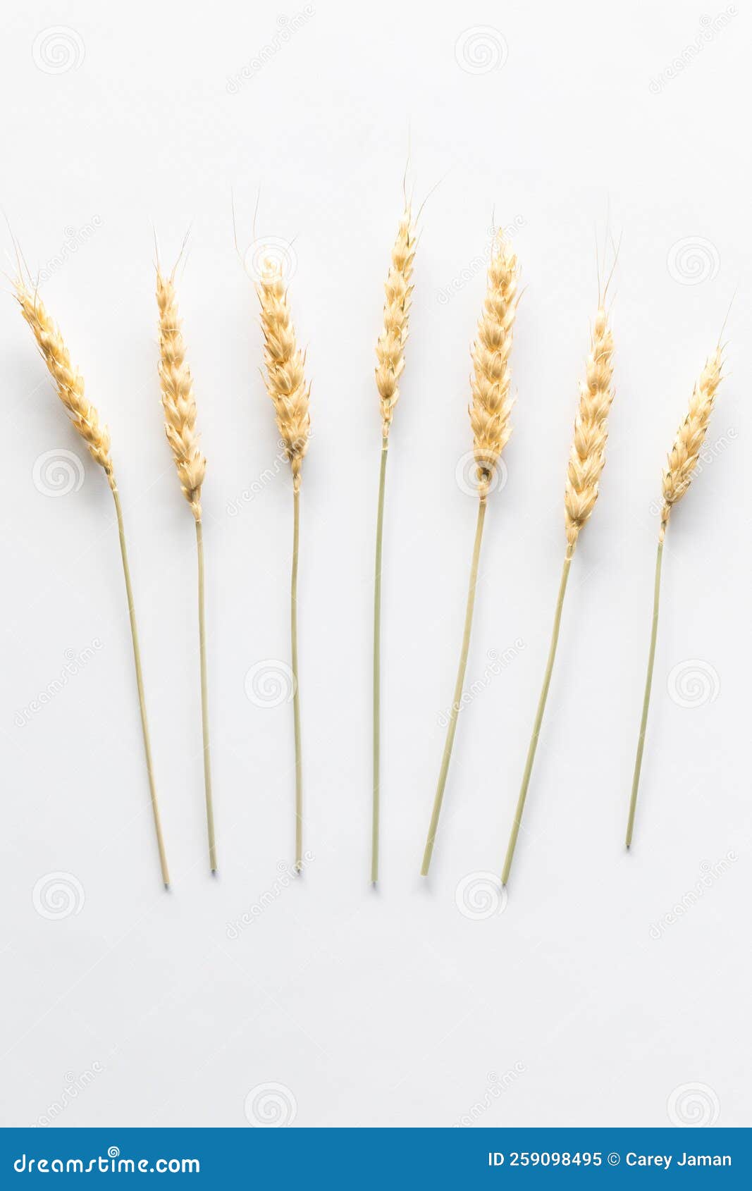 Strands of Wheat in a Row Against a Light Background. Stock Image ...