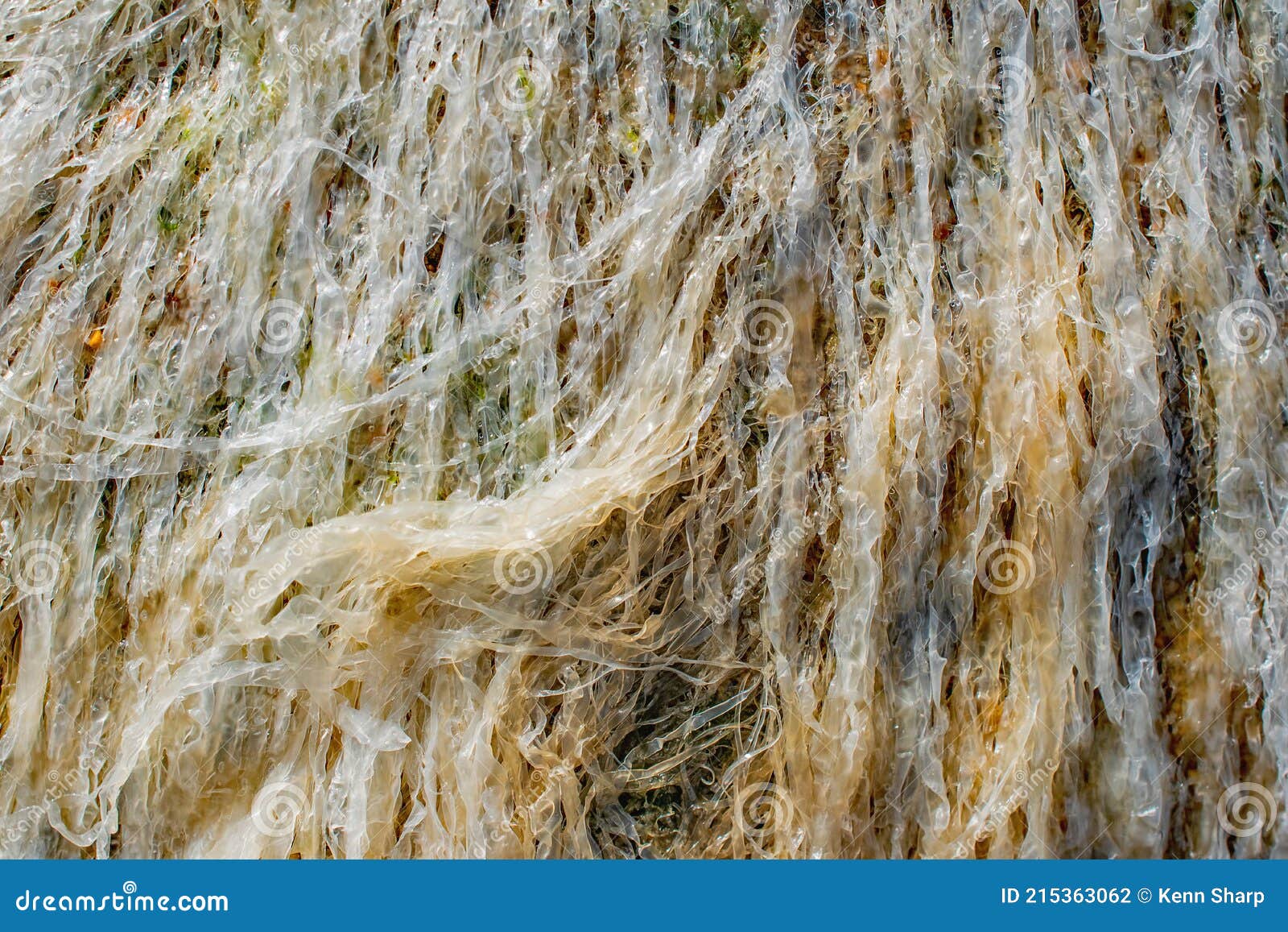 Strands of White Translucent Gutweed Seaweed Curl on the Rocks Stock ...