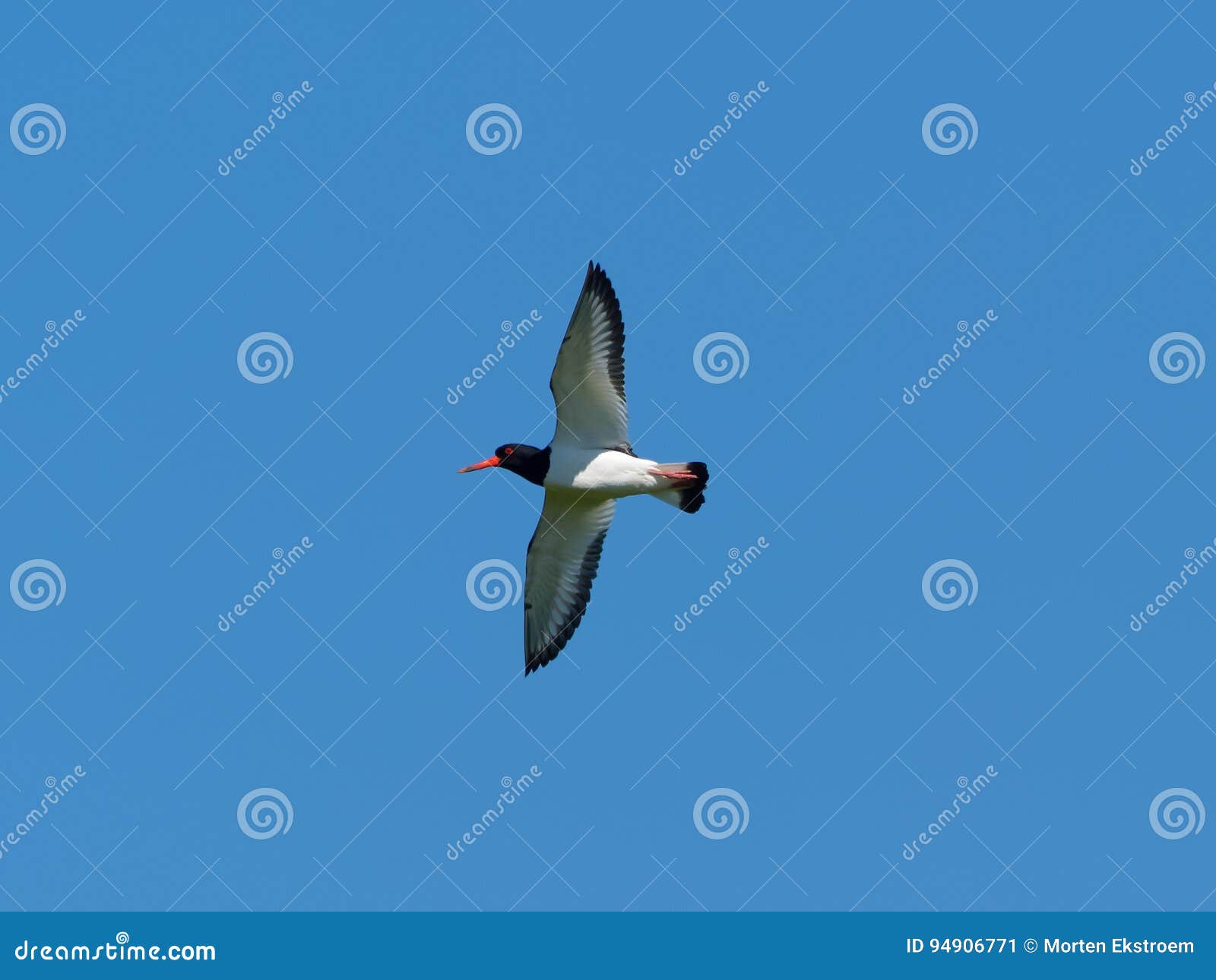 Strandskata - Haematopusostralegus Fotografering för Bildbyråer - Bild ...