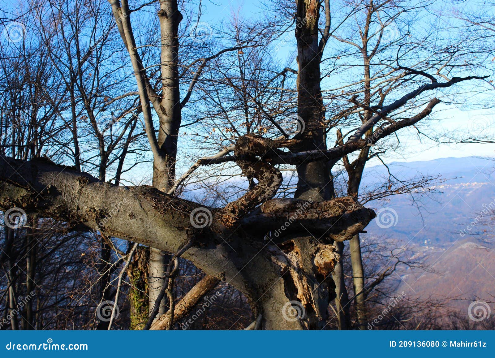 Strange Appearance of Trees. the Branches on the Tree Go in Strange ...