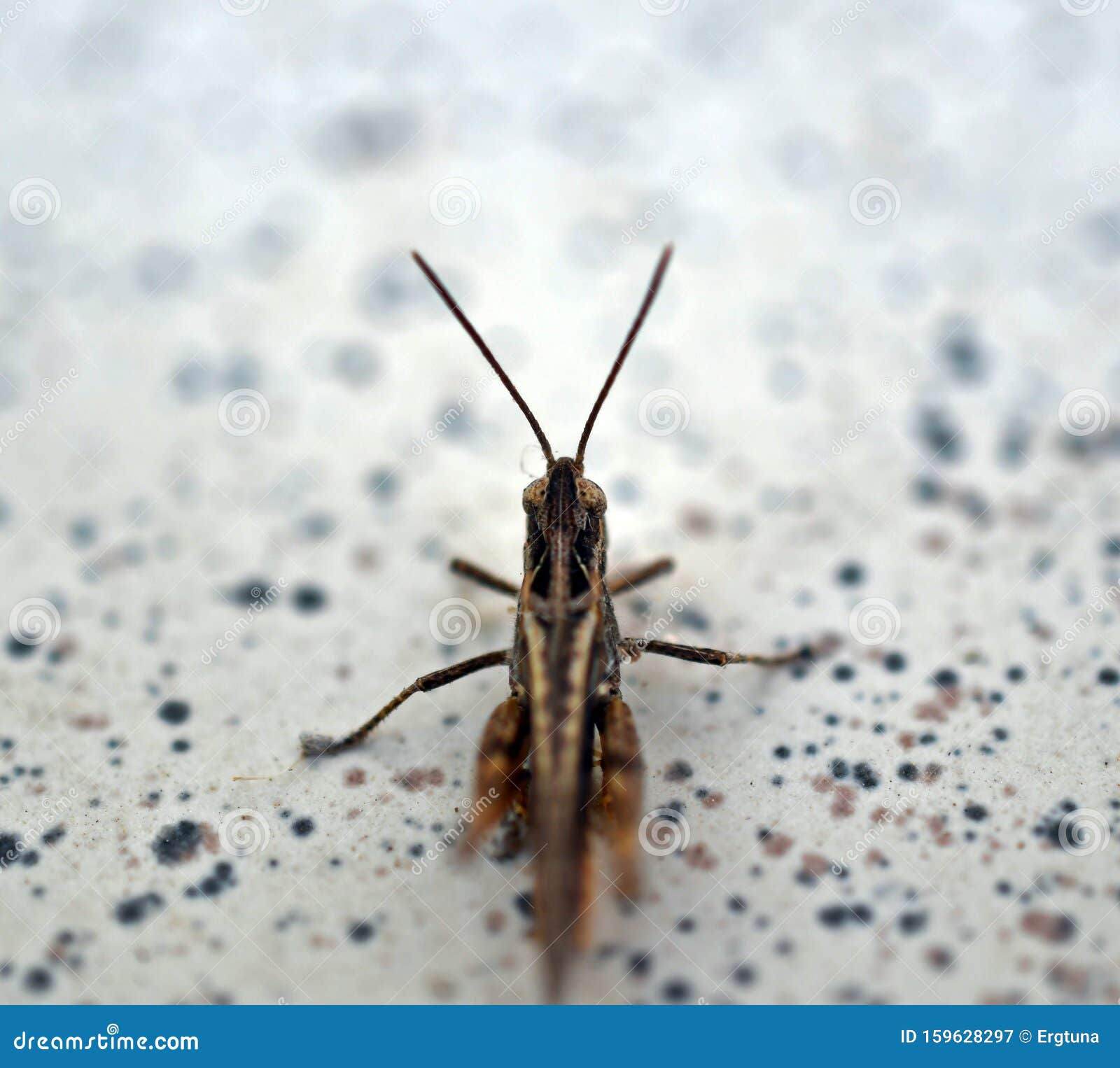 Strange Background with a Brown Grasshopper Stock Image - Image of ...