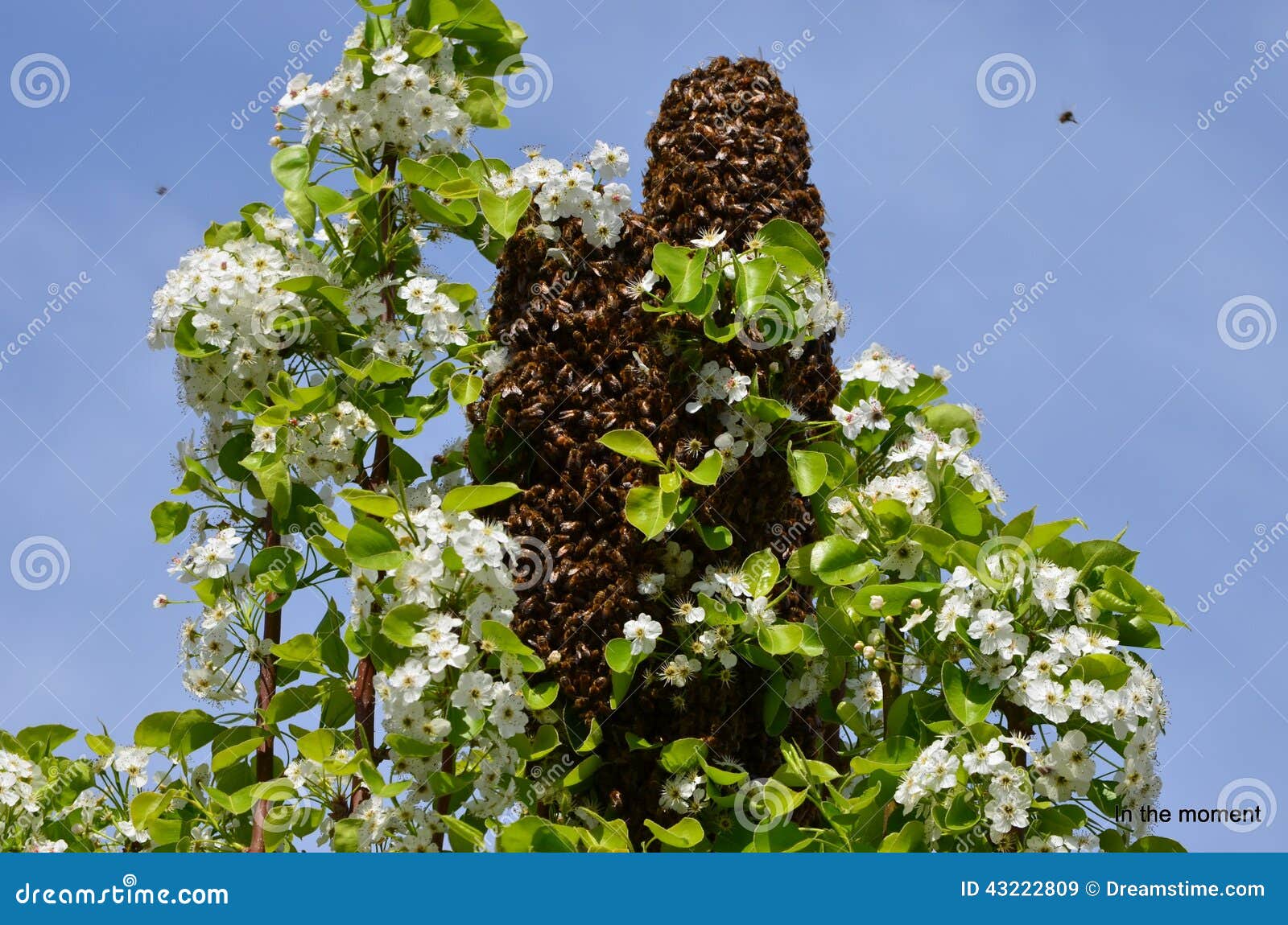 Strange Bees stock image. Image of fresh, nature, strange - 43222809