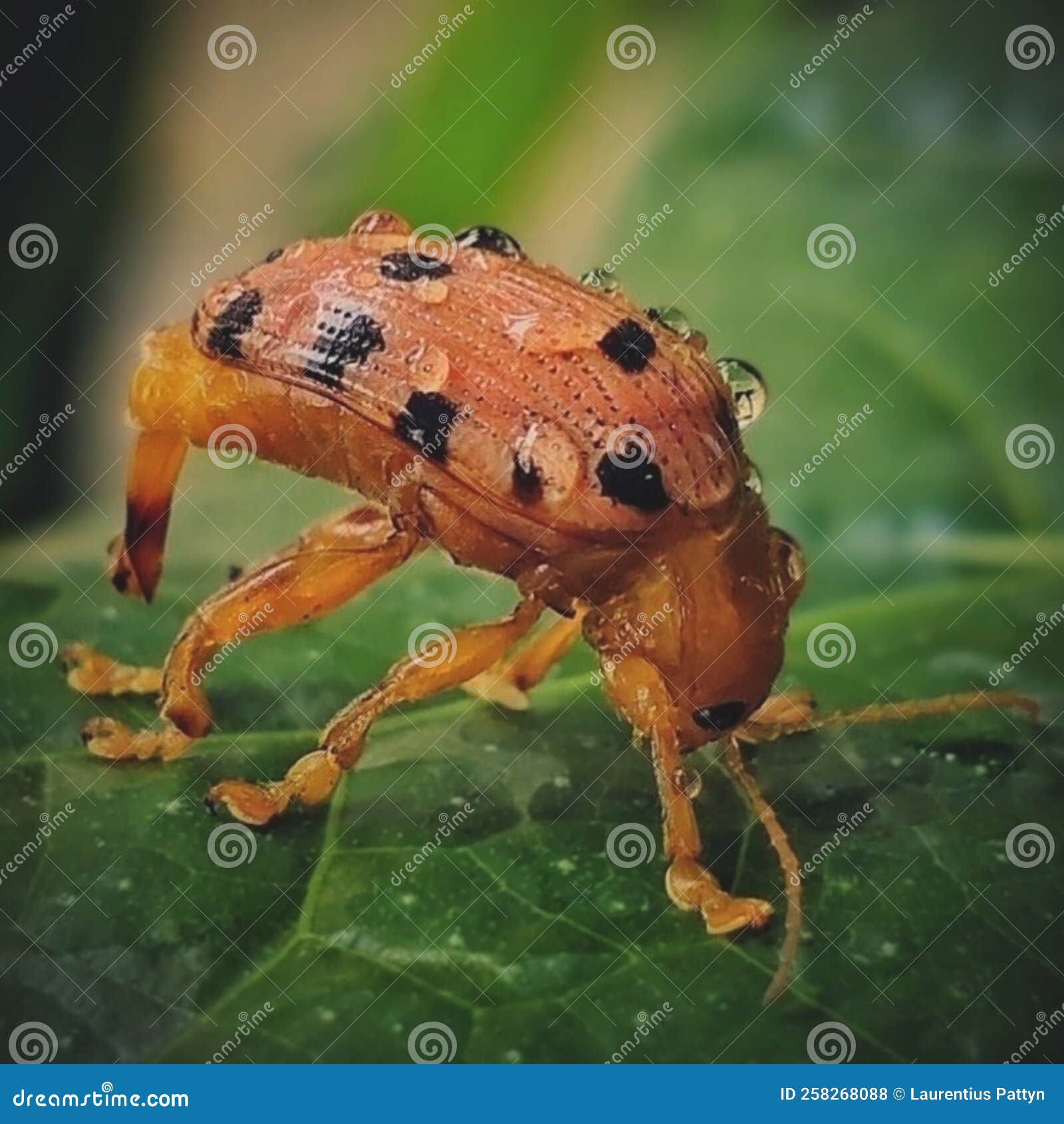 Strange Behavior of Podontia Quatuordecimpunctata Stock Illustration ... Strange Behavior of Podontia Quatuordecimpunctata Stock Illustration ...