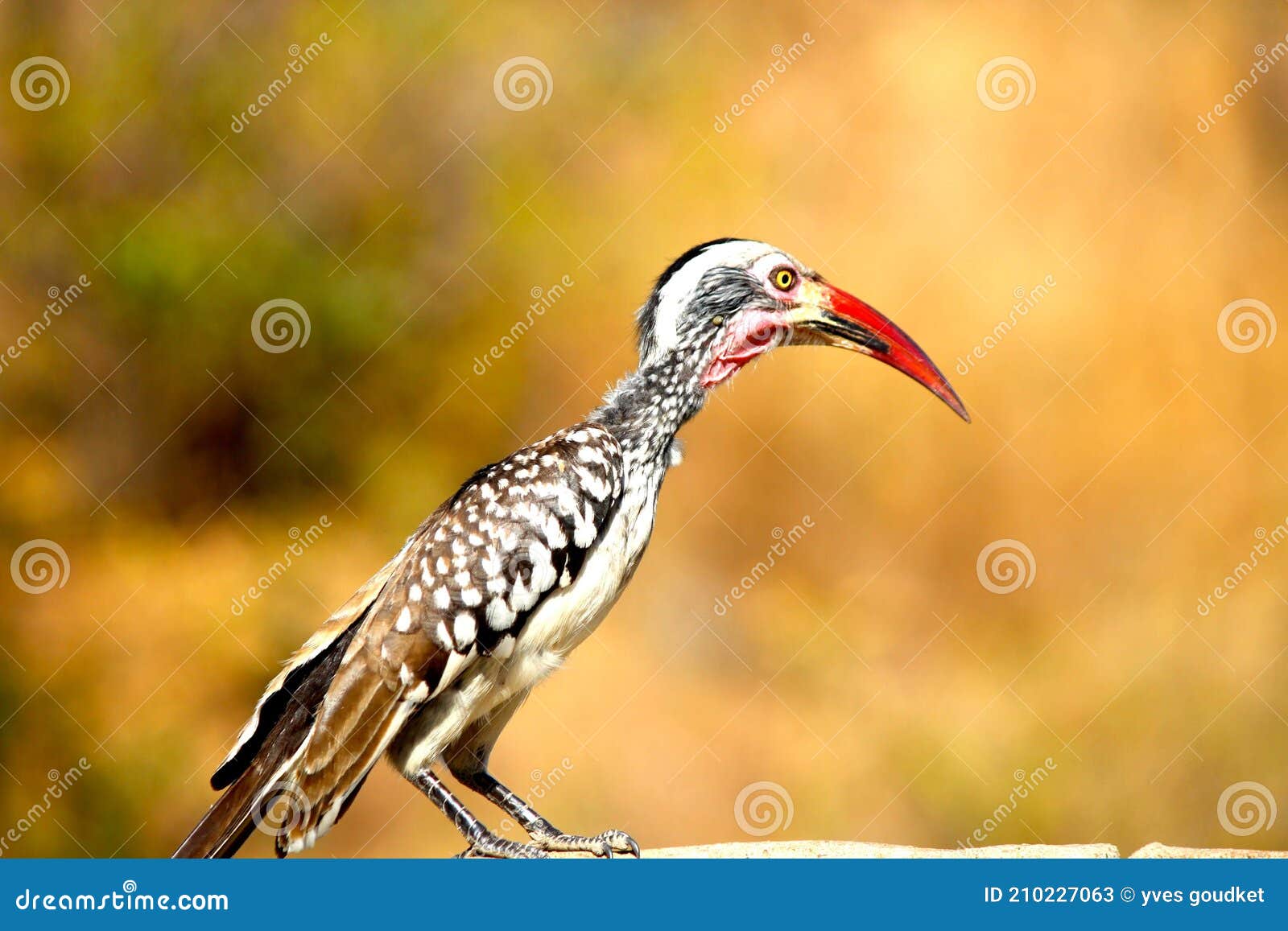 Strange Bird Africa Red Beak Stock Image - Image of beak, bird: 210227063