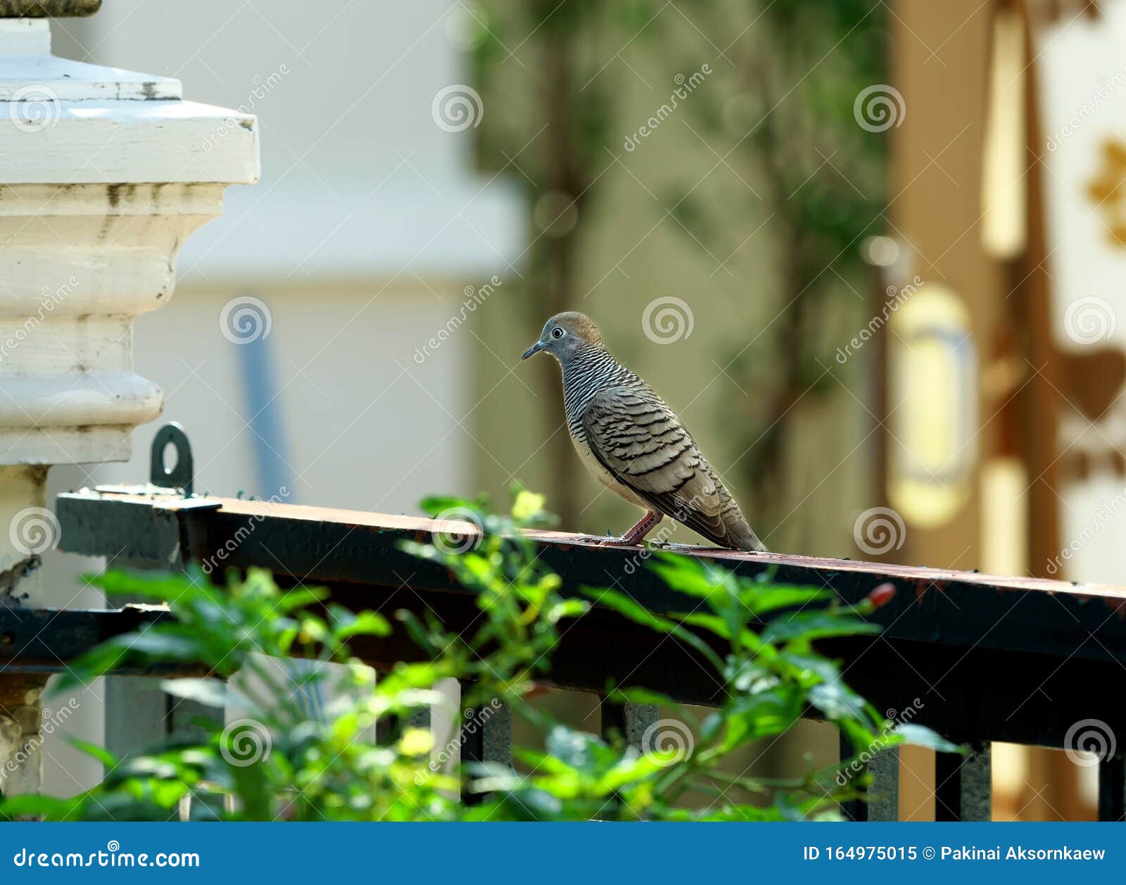 Strange bird by the fence stock image. Image of strange - 164975015