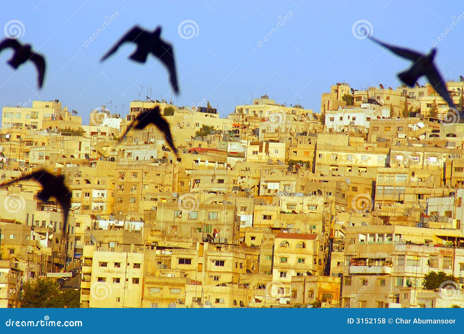 1,564 Strange Birds Stock Photos - Free & Royalty-Free Stock Photos ...