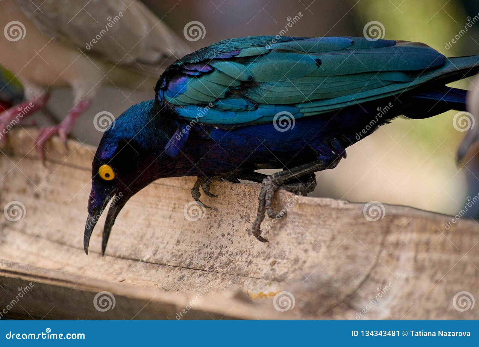 Strange Blue Bird at the Zoo, Lamprotornis Stock Image - Image of ...