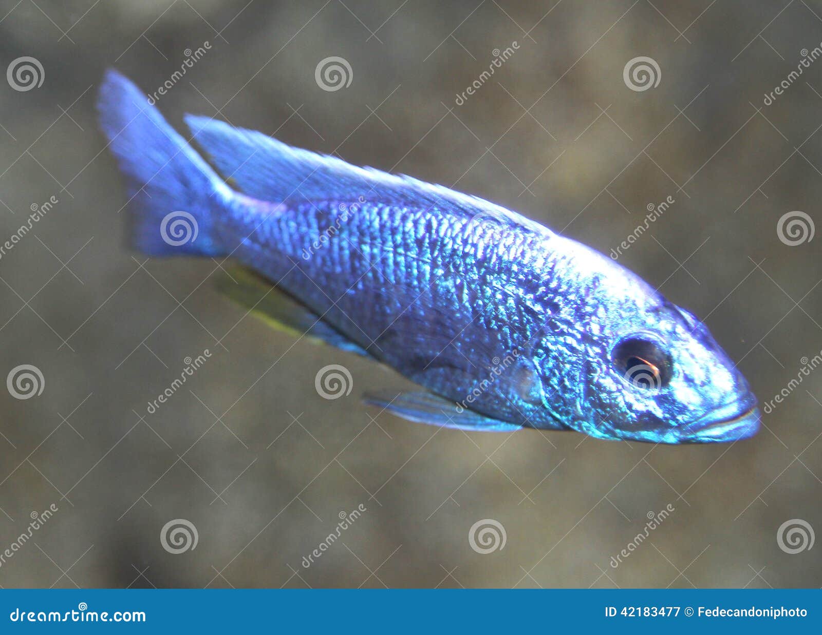 Strange Blue Colored Fish Swim in the Tropical Seas 2 Stock Image ...
