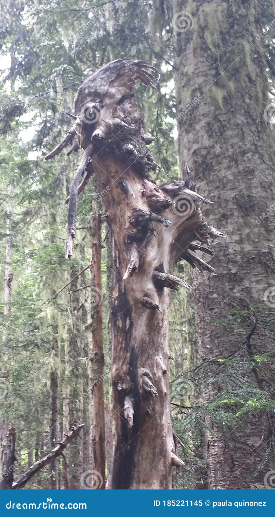 Strange branch of a tree stock image. Image of strange - 185221145