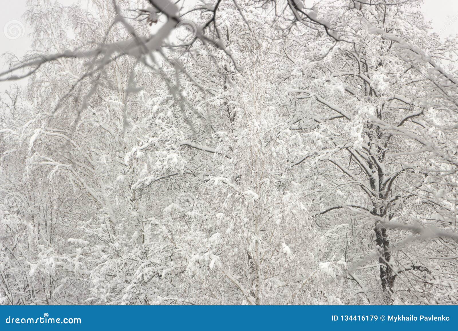 Strange Branches Covered with Snow Background Winter Concept Stock ...