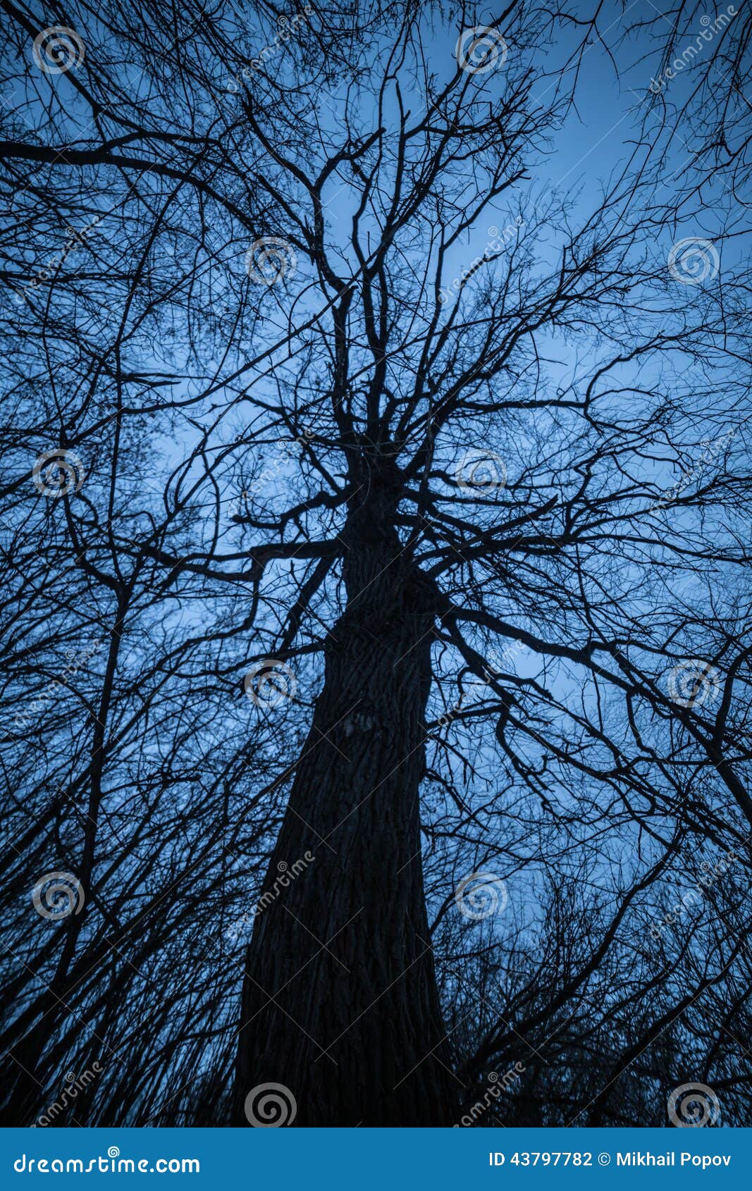 Strange Branching Tree Silhouette. Stock Photography | CartoonDealer ...