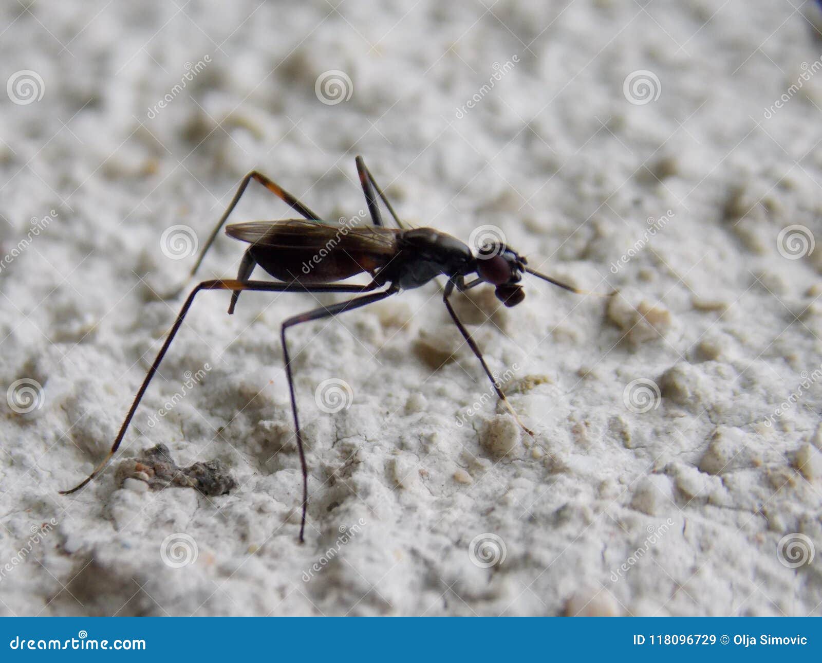 Strange bug on the wall stock image. Image of strange - 118096729