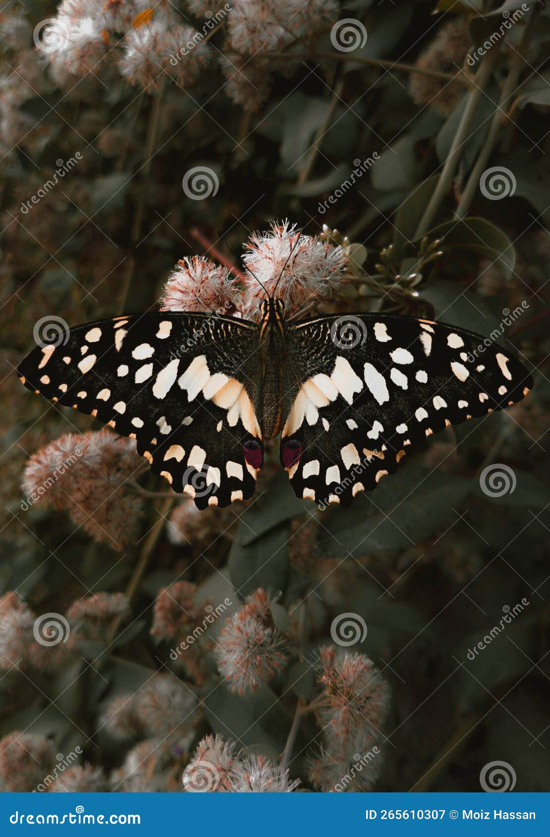 A strange butterfly stock image. Image of pattern, invertebrate - 265610307