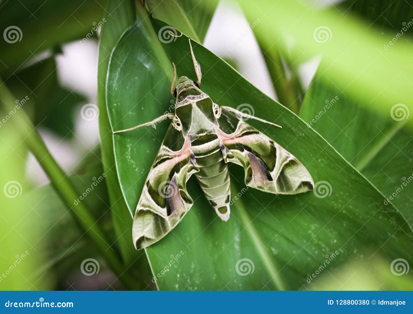 Strange butterfly stock photo. Image of adult, blue - 128800380