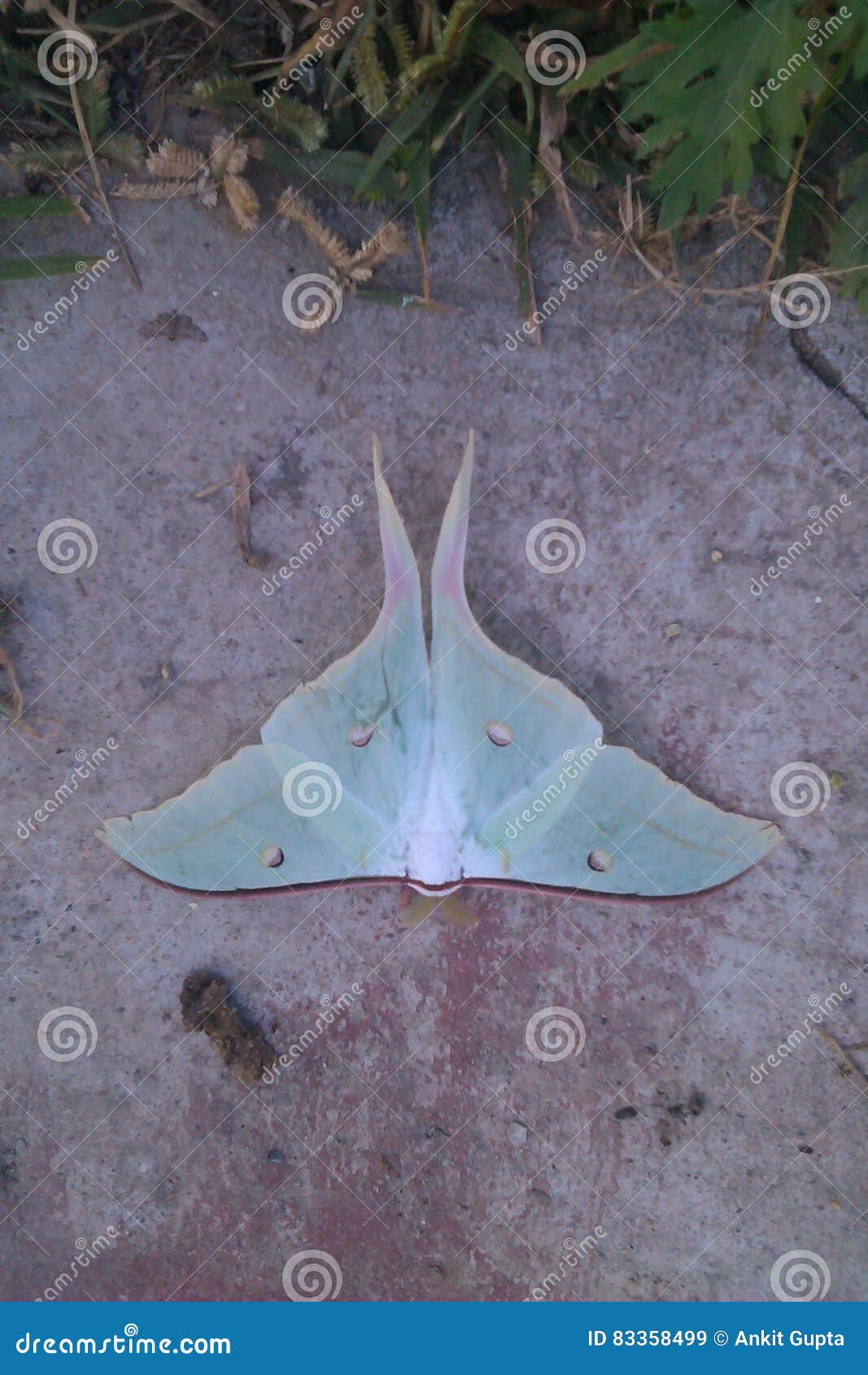 Strange butterfly stock image. Image of butterfly, like - 83358499