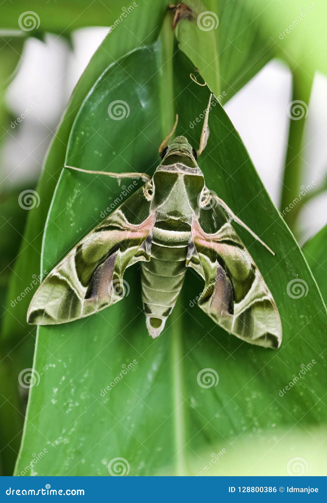 Strange butterfly stock photo. Image of macrophotography - 128800386