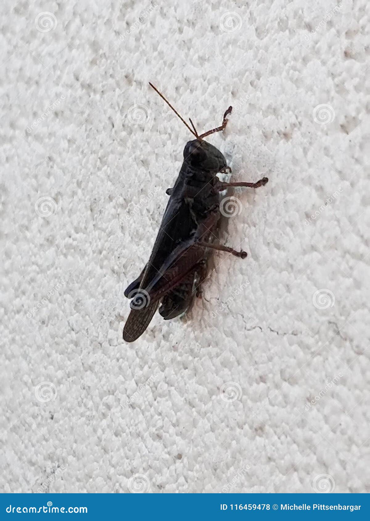 A Black Grasshopper stock photo. Image of capture, grasshopper - 116459478