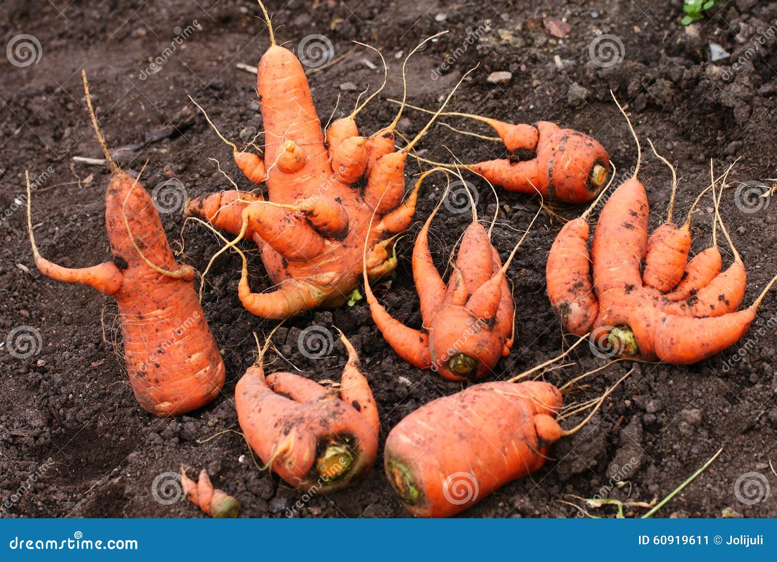 Strange carrots stock image. Image of weird, cultivating - 60919611