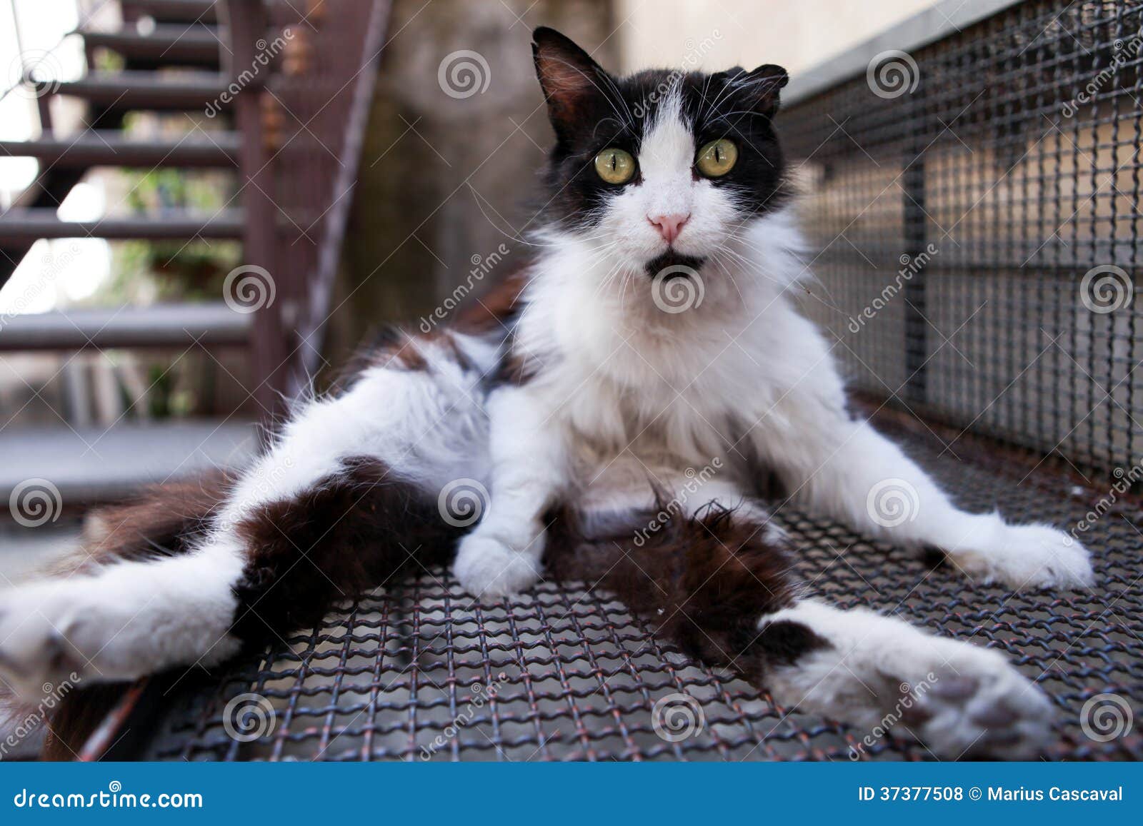 Strange cat stock photo. Image of animal, little, staring - 37377508
