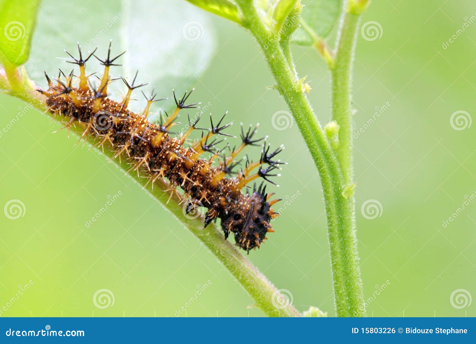 Strange caterpillar stock photo. Image of caterpillar - 15803226