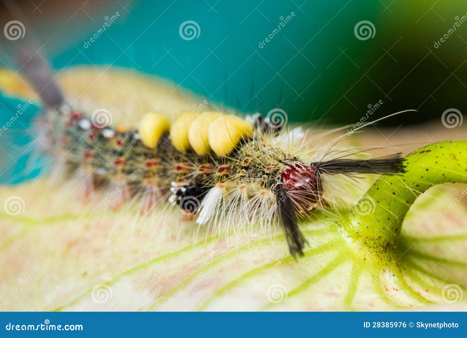 Strange caterpillar stock photo. Image of creature, closeup - 28385976