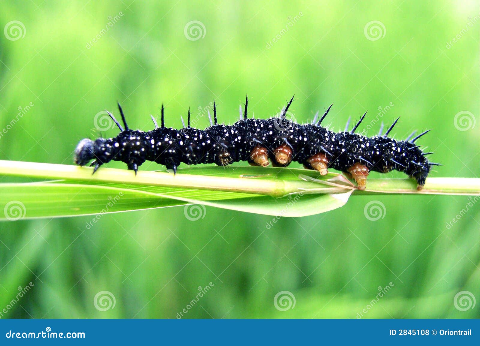 Strange caterpillar stock photo. Image of leaf, poison - 2845108