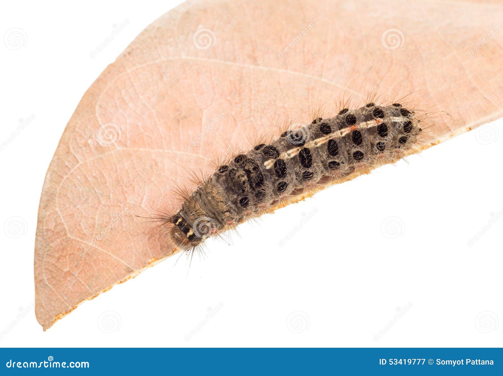 Strange Caterpillar with Many Venomous Spines Stock Image - Image of ...