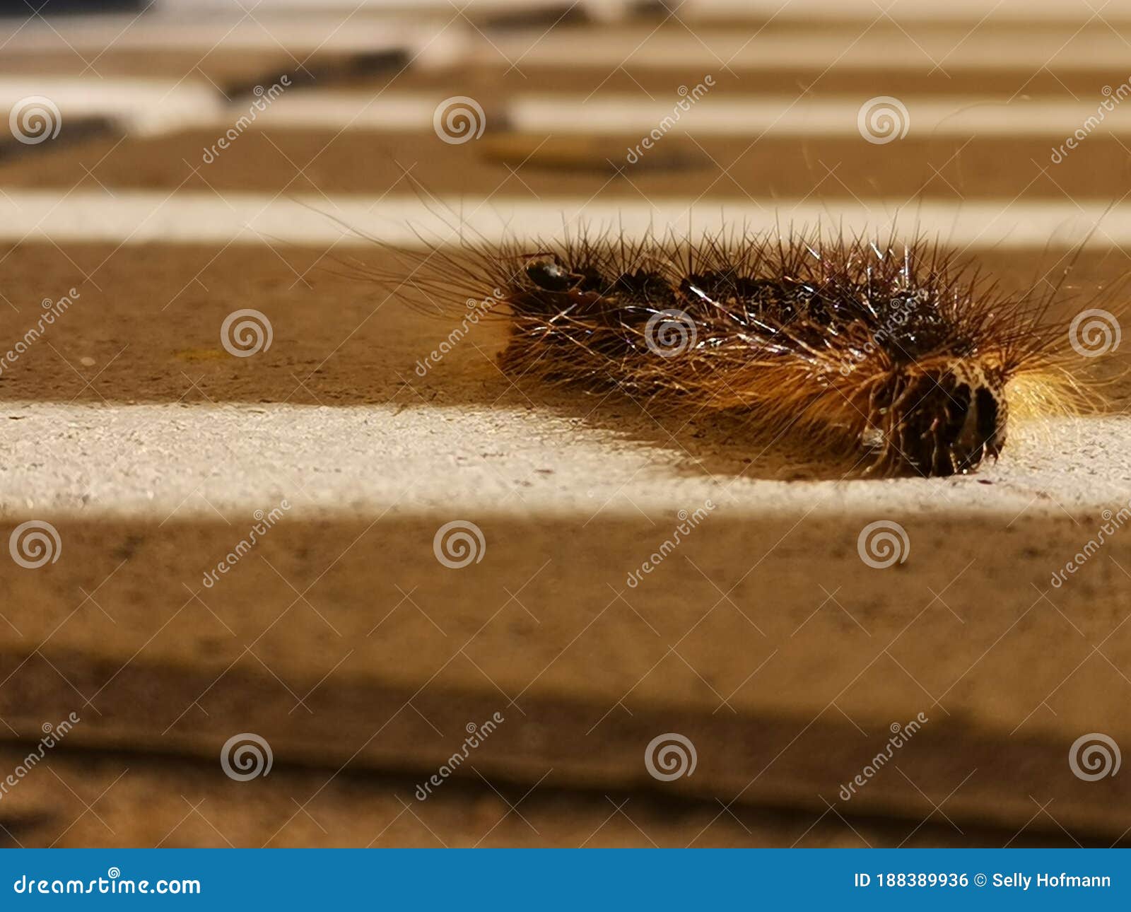 A strange caterpillar stock photo. Image of produce - 188389936