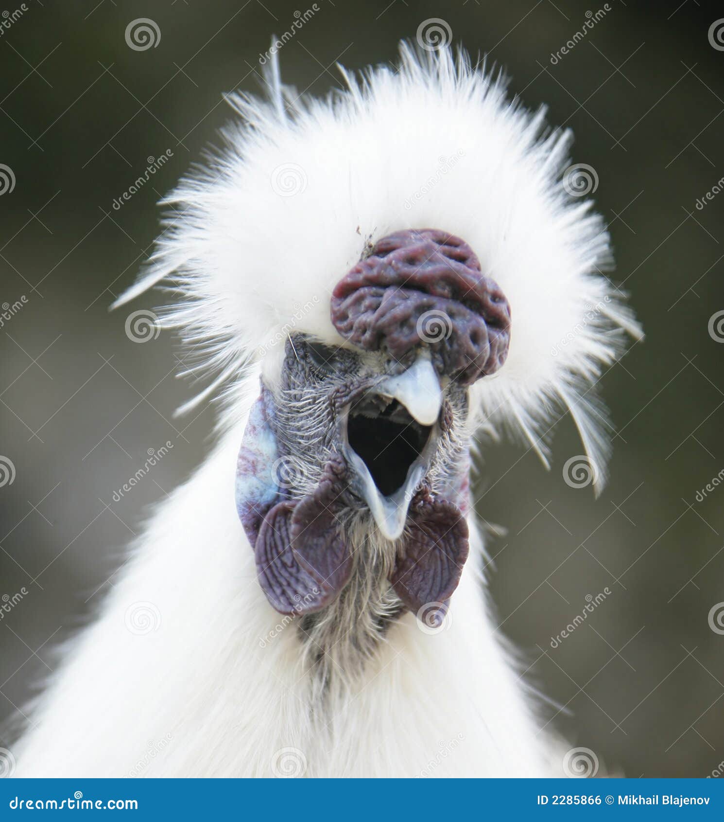 Strange Chicken 1 stock photo. Image of decorative, pick - 2285866