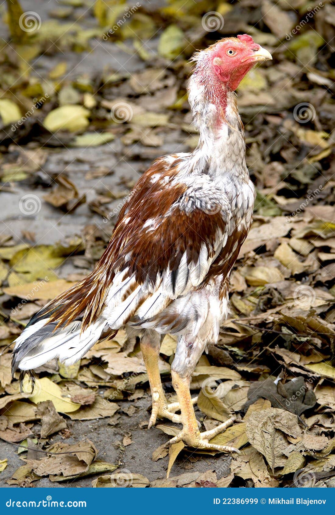 Strange chicken 3 stock image. Image of pick, chicken - 22386999