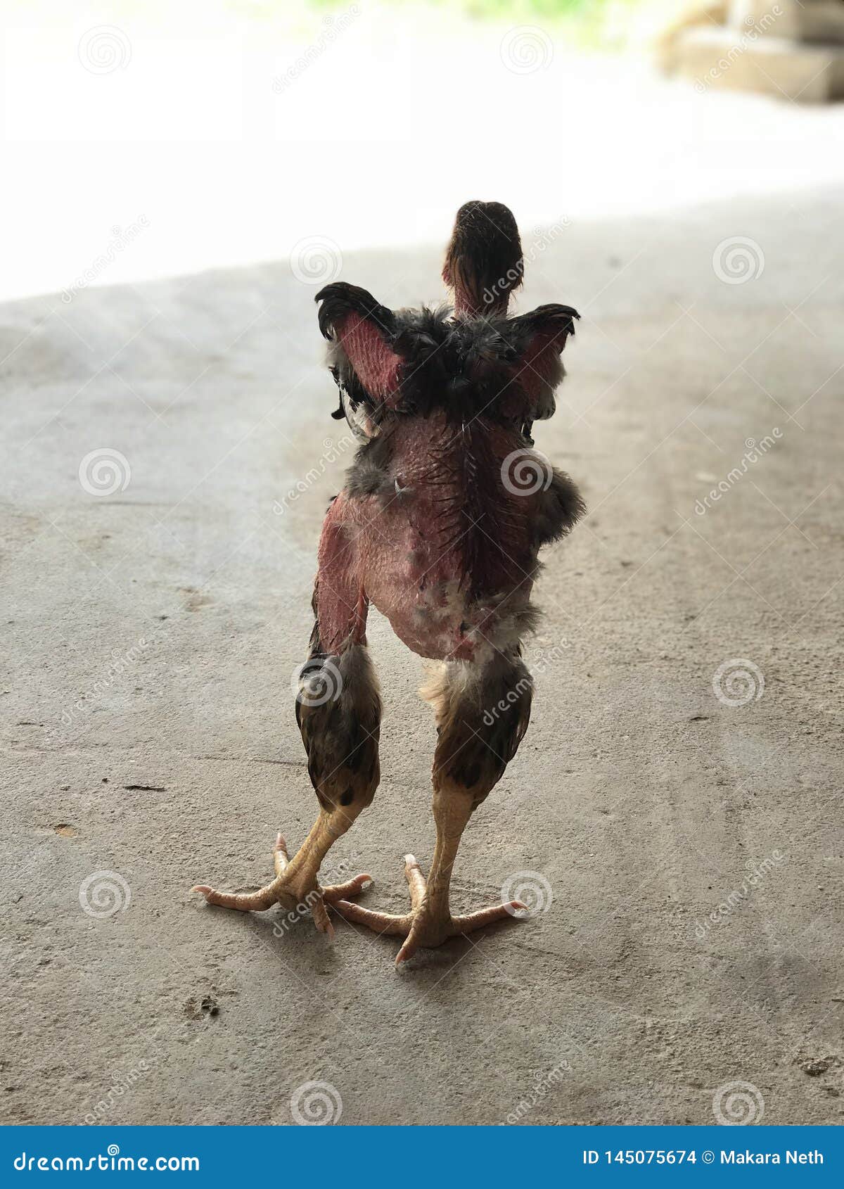 The wired chicken stock photo. Image of bird, wired - 145075674